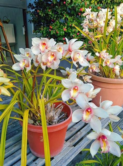 10 Container Garden Tips For Beginners Container Flowers Cymbidium