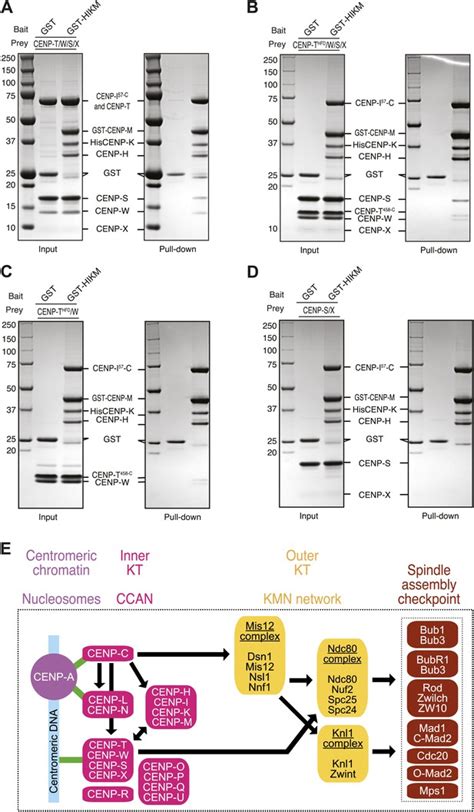 Figures And Data In The Pseudo Gtpase Cenp M Drives Human Kinetochore
