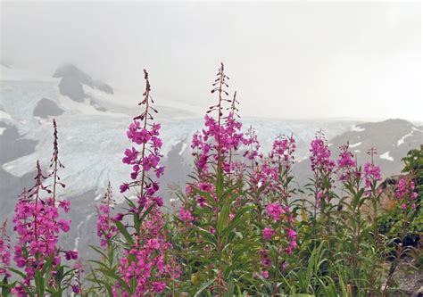 Readers Best Wildflower Shots