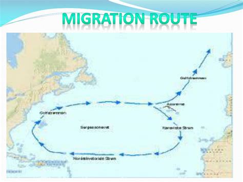 Ppt Leatherback Sea Turtles Powerpoint Presentation Free Download