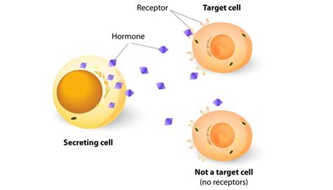 Cell Surface Receptors Function
