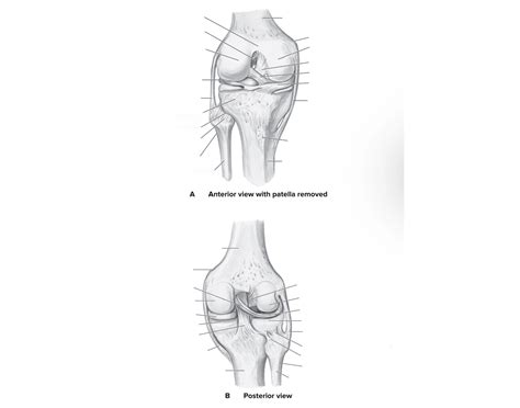 Knee Stuff — Printable Worksheet