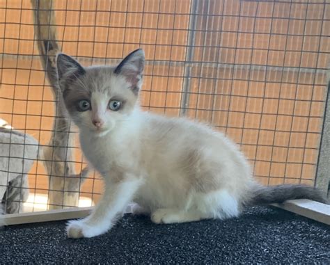 Siamese And Also Siamese X Ragdoll Kittens Male And Female Siamese