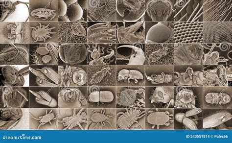 Dog Ticks And Flea Under Microscope For Study In Laboratory Stock