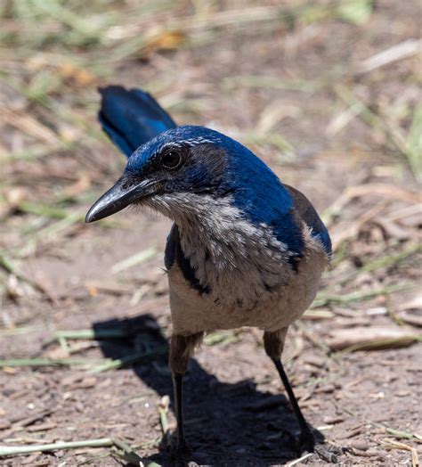 Island Scrub Jays On Santa Cruz Island 10 000 Birds