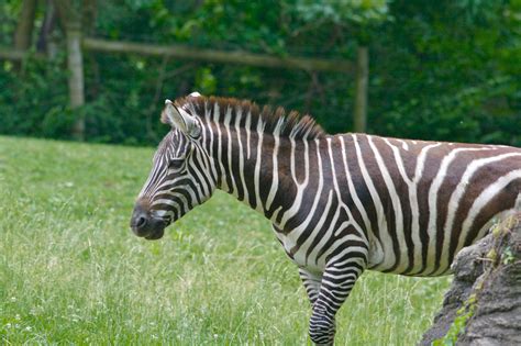 Definitive Guide To Grants Zebra Facts Habitat Conservation Status