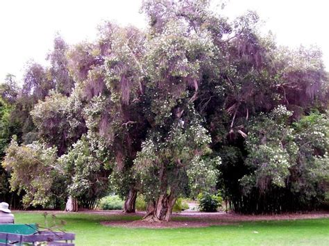 Plantfiles Pictures Melaleuca Broad Leaved Paperbark Punk Tree Tree