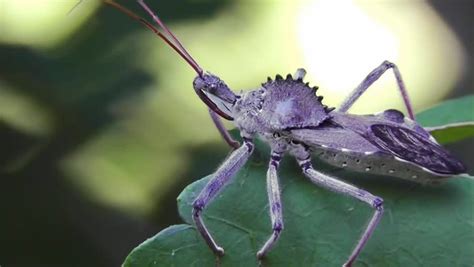 The Alien Looking Assassin Bug Aka Wheel Bug Is An Apex Predator Of The Insect World Stock