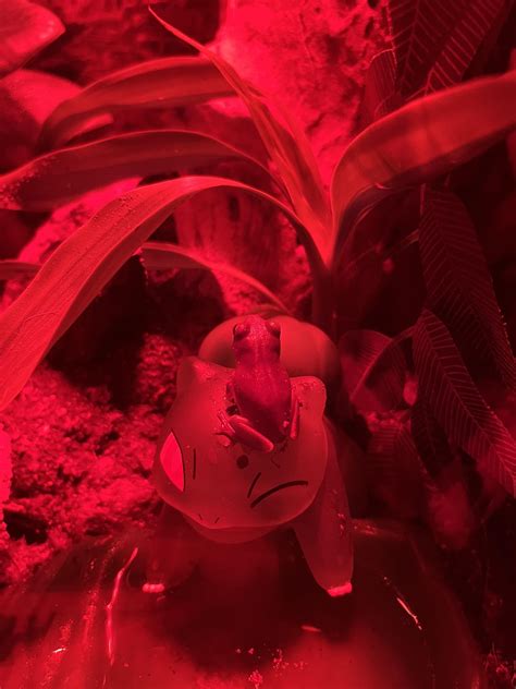 Litoria Caerulea On Bulbasaurus Plantus Rfrogs