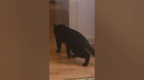 Chiko The Black Cat Chiko Chikothecat Cat Cats Kitten Catlover Catlovers Funny Blackcat