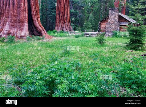 The Historic Museum Cabin Was Built Among The Mariposa Grove Of Giant