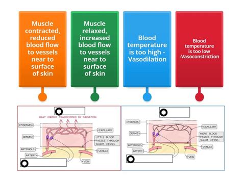 Vasoconstriction And Vasodilation Temperature Homeostasis Labelled