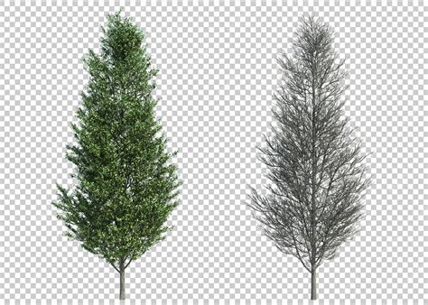 Premium Psd 3d Rendering Tree Isolated Cut Background