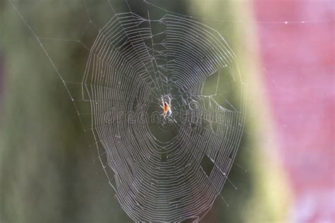 Spider Web Or Thin Web Made Up Of Microscopic Threads That Spiders