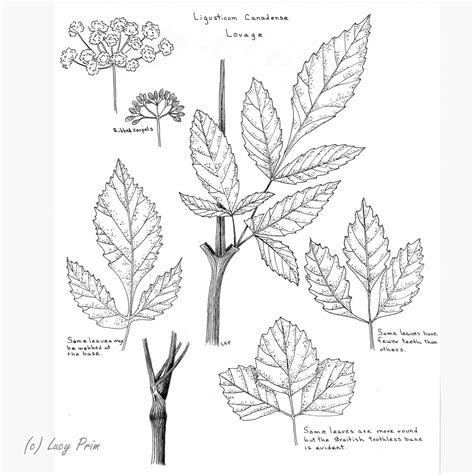 American Lovage Ligusticum Canadense Western Carolina Botanical Club