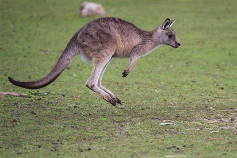 Kangaroo Jump Zone At Cynthia Gibbens Blog