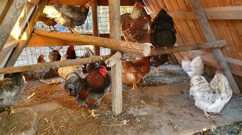 Mini KokoŠi Wiandota