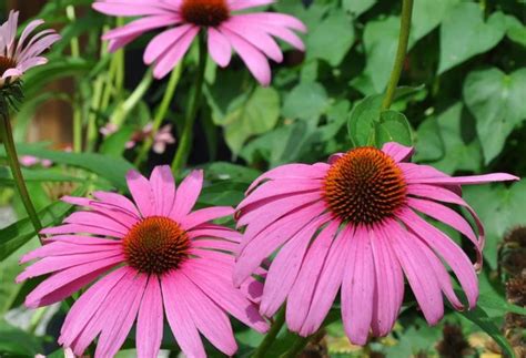 Röd Solhatt Hälsans Kraft I En Blomma Tradgrdeng