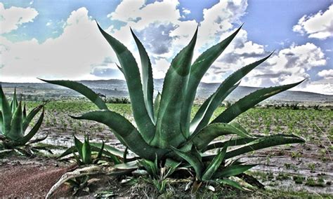 Pulque Conoce Su Proceso De Elaboración Incluyendo Desde El Maguey