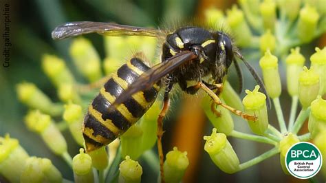 Types Of Wasps And Hornets Uk