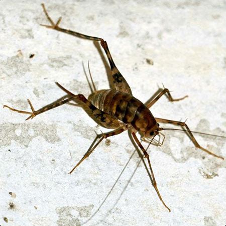 Spider Cricket Termite Pest Control
