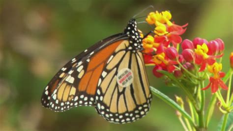 Monarch Butterfly Migration Map