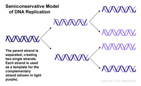 Dna Flashcards Quizlet Dna Flashcards Quizlet