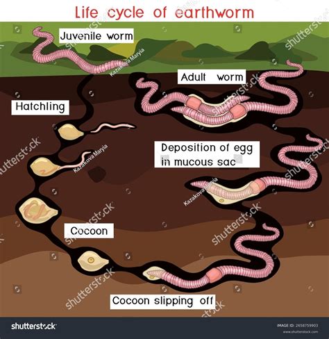 Life Cycle Earthworm Juvenile Earthworm Hatching Stock Vector Royalty