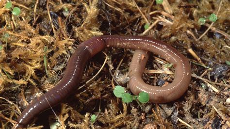 Earthworms Native And Non Native Nightcrawlers And Jumping Worms
