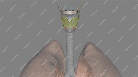 Premium Photo The Thyrohyoid Membrane Or Hyothyroid Membrane Is A
