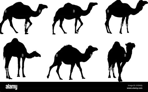 Silhouette Of Camel Dromedary Stock Vector Image And Art Alamy