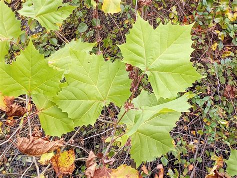 Maryland Biodiversity Project American Sycamore Platanus Occidentalis