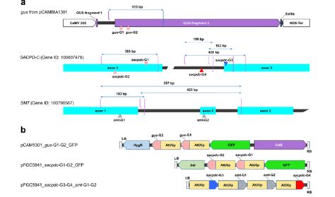 Grna Target Locations On Tested Genes And Transgenic Vector Structures