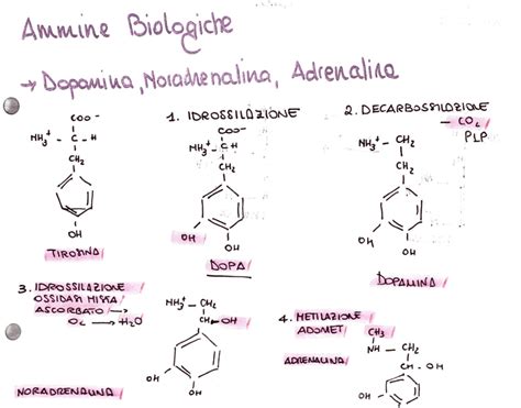 Sintesi Delle Ammine Biogene Docsity