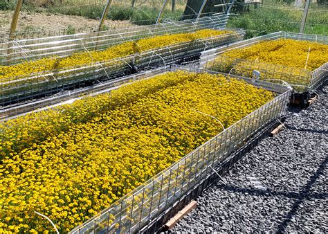 Native Plant Nursery