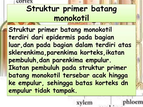 Anatomi Batang Pptx