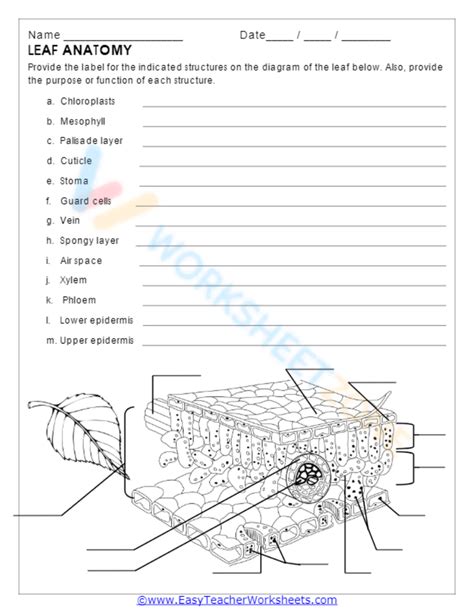 Leaf Anatomy Worksheet