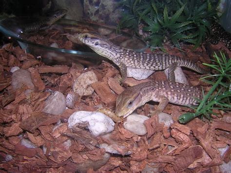 Savannah Monitor Facts And Pictures