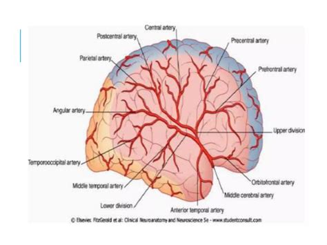 Brain Vascular Anatomy With Mra And Mri Correlation Pptx
