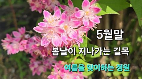 5월말 봄이 지나가는 길목에서 여름을 맞이하는 정원 2024528 Youtube