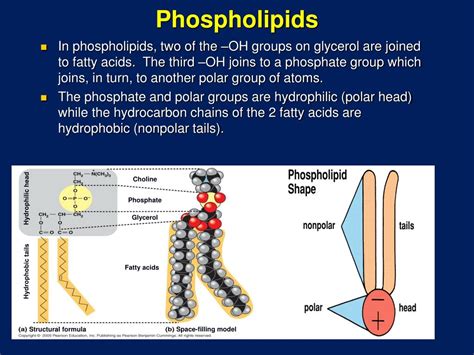 Ppt Cell Membrane Structure And Function Powerpoint Presentation Id