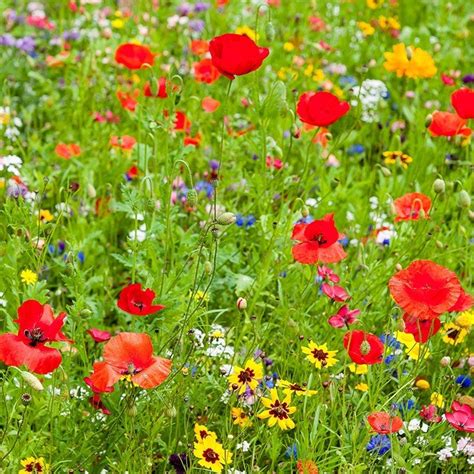Wisconsin Wildflower Seed Mix 32 Hardy Wildflowers
