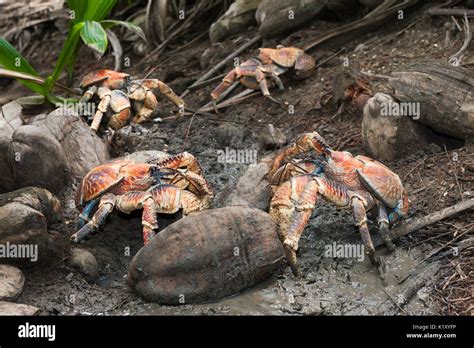 What Are Robber Crabs At Patti Smart Blog