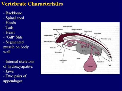 Subphylum Vertebrata