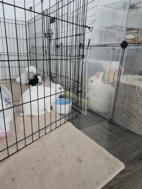 What Is Pooh Thinking R Rewrabbits