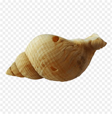 Png Image Of Sea Ocean Shell With A Clear Background Image Id 25246