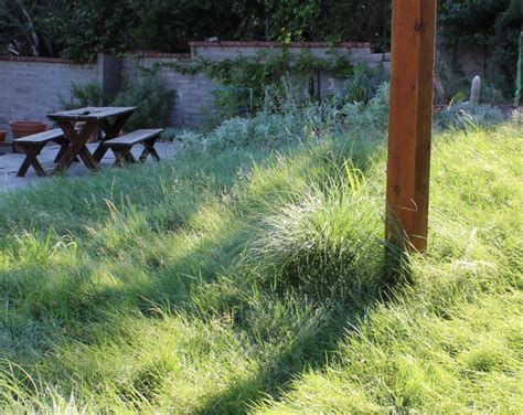 The 3 Best Lawn Alternatives For Drought Conscious Californians