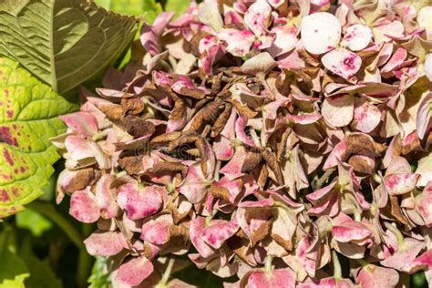 Disease Of Flower Hydrangea Hortensia Due To Lack Of Wtaer And