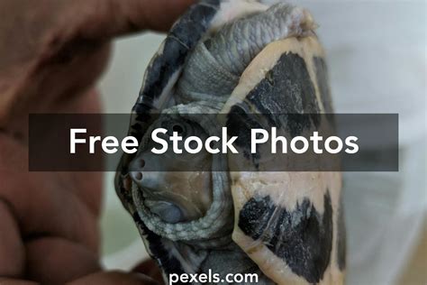 Turtle Shell Structure Photos Download The Best Free Turtle Shell