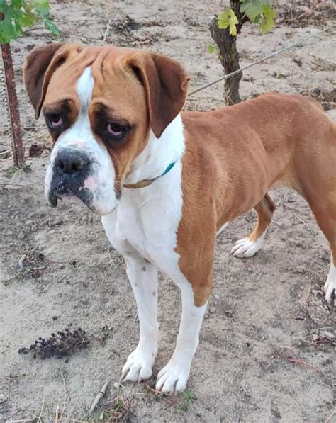 Adopt A Boxer